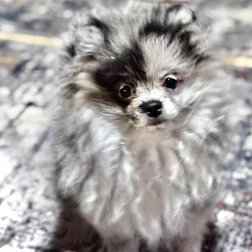 Померанский шпиц, щенок