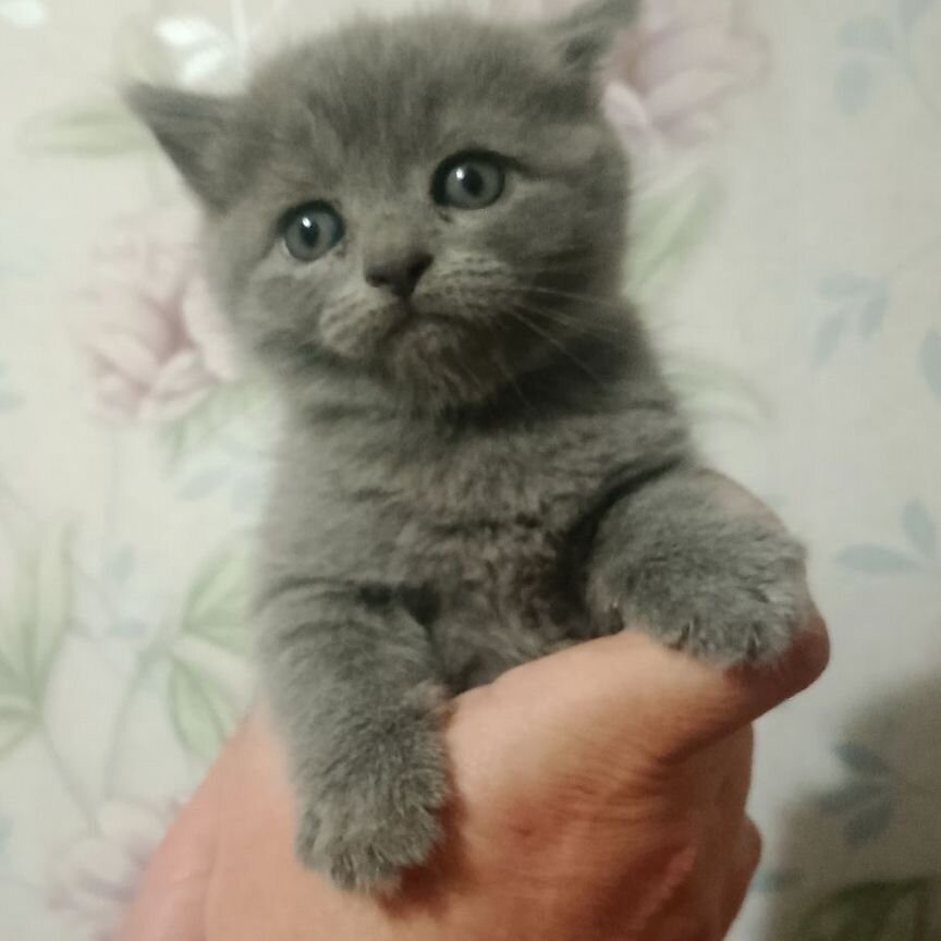 Британские котята