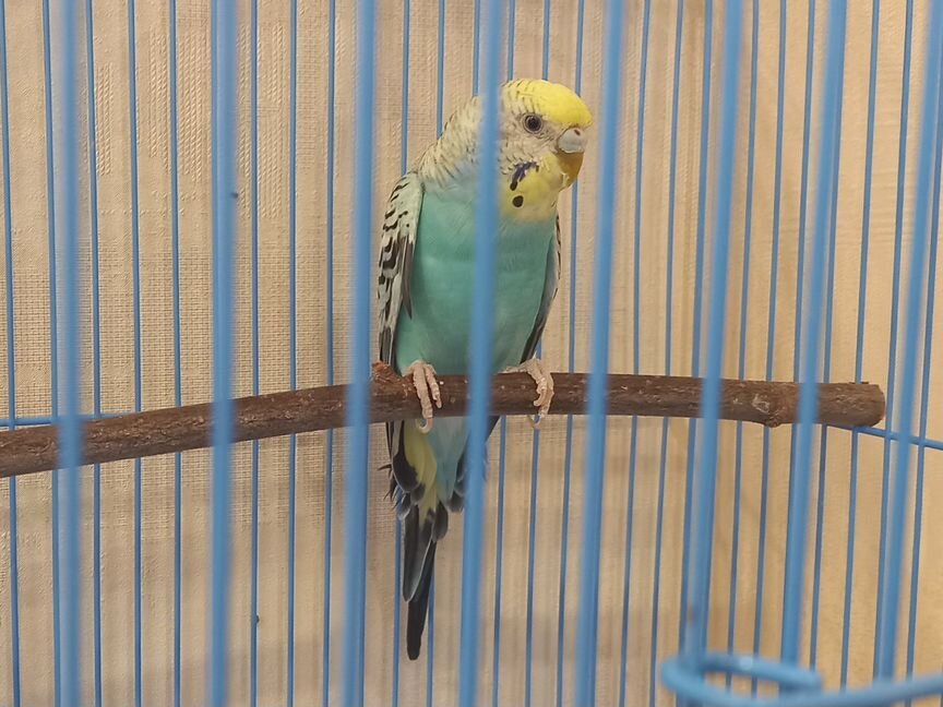 Волнистый попугай