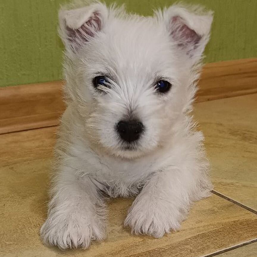 Вест-хайленд-уайт-терьер, щенок