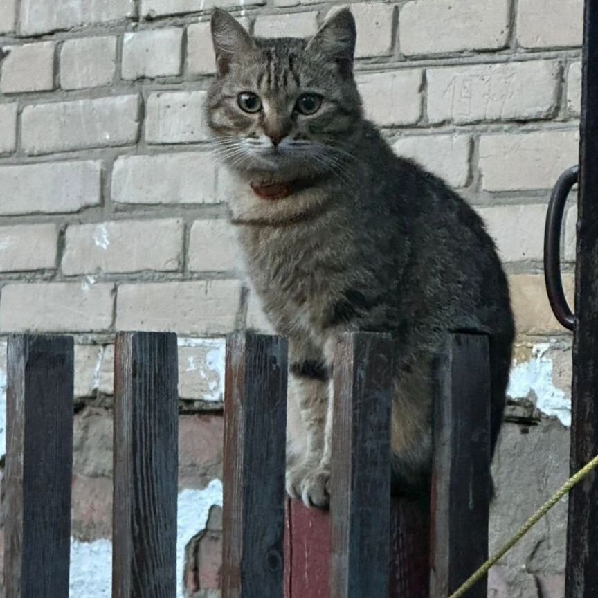 Котенка кинула хозяйка