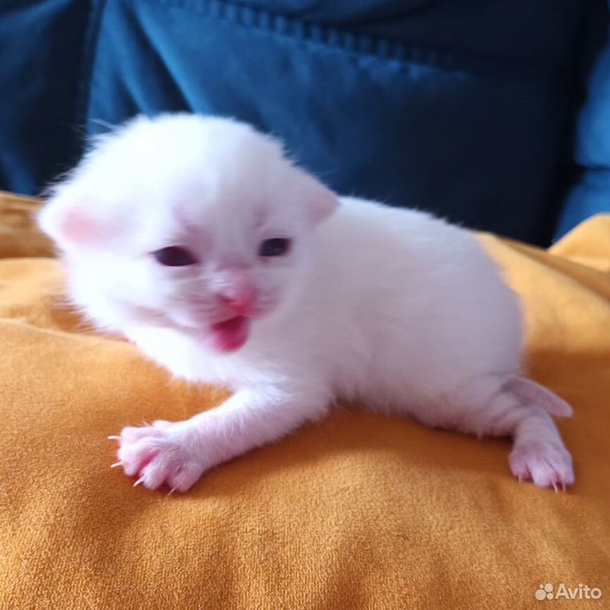 Шотландские вислоухие котята