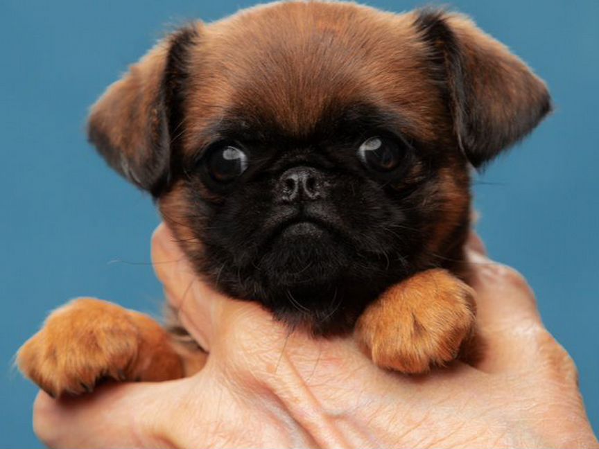 Щенки пти брабансона