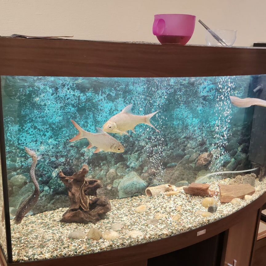 Аквариум со всем содержимым и рыбами