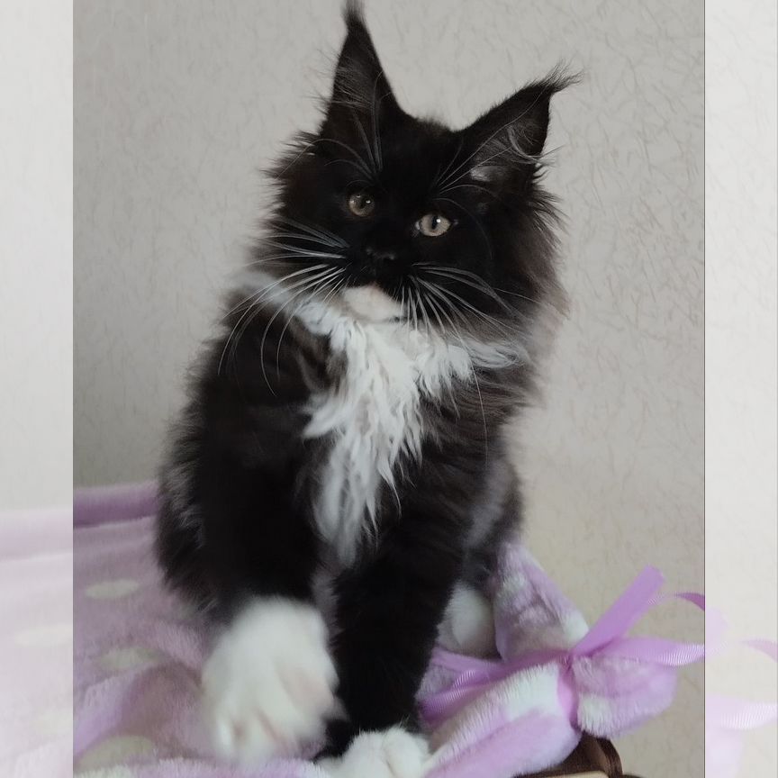 Мейн-кун котёнок