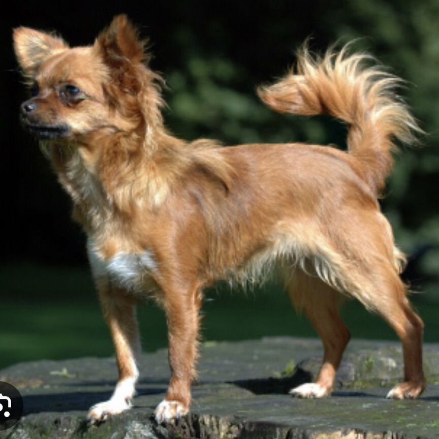 Чихуахуа, щенок