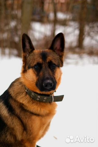 Немец, 1 год