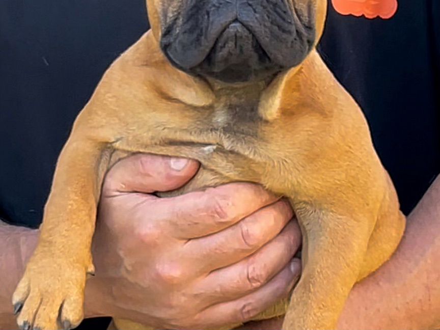 Красные французики