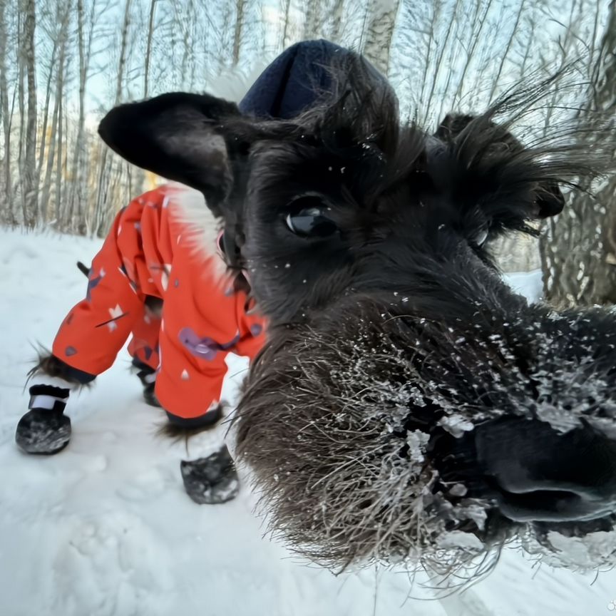 Зимний костюм для маленькой собачки девочки