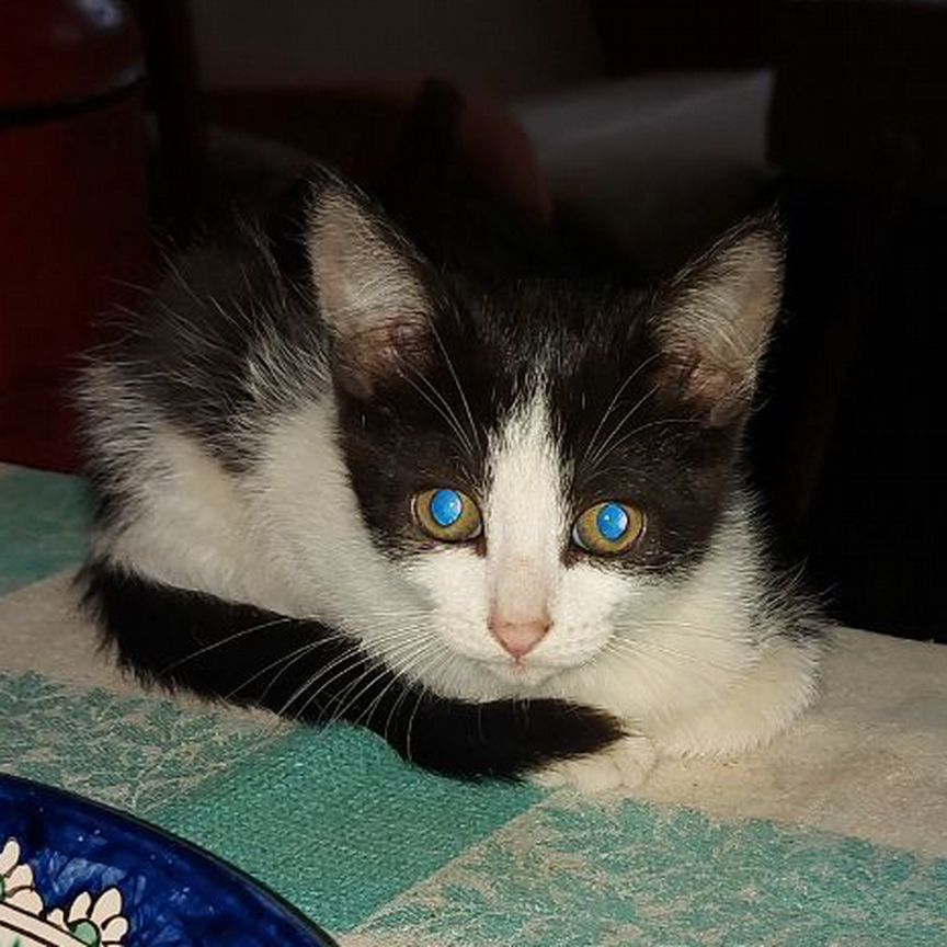 Котёнок в добрые руки