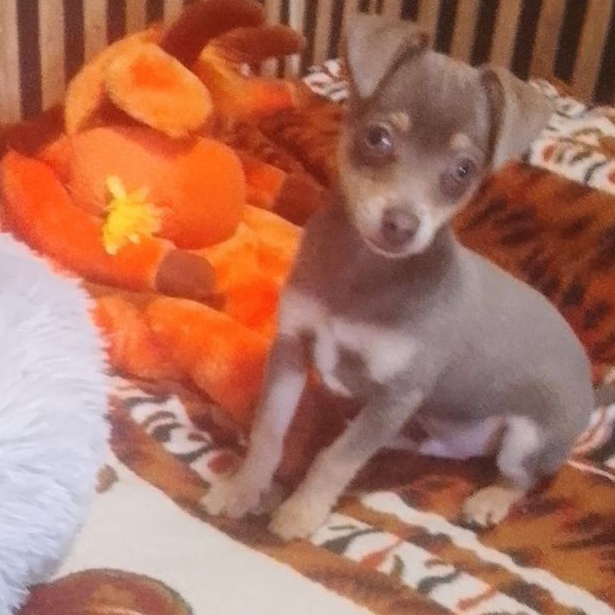 Русский той-терьер, щенок