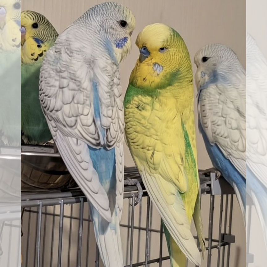 Волнистые Попугаи Самцы и Самочки Домашние
