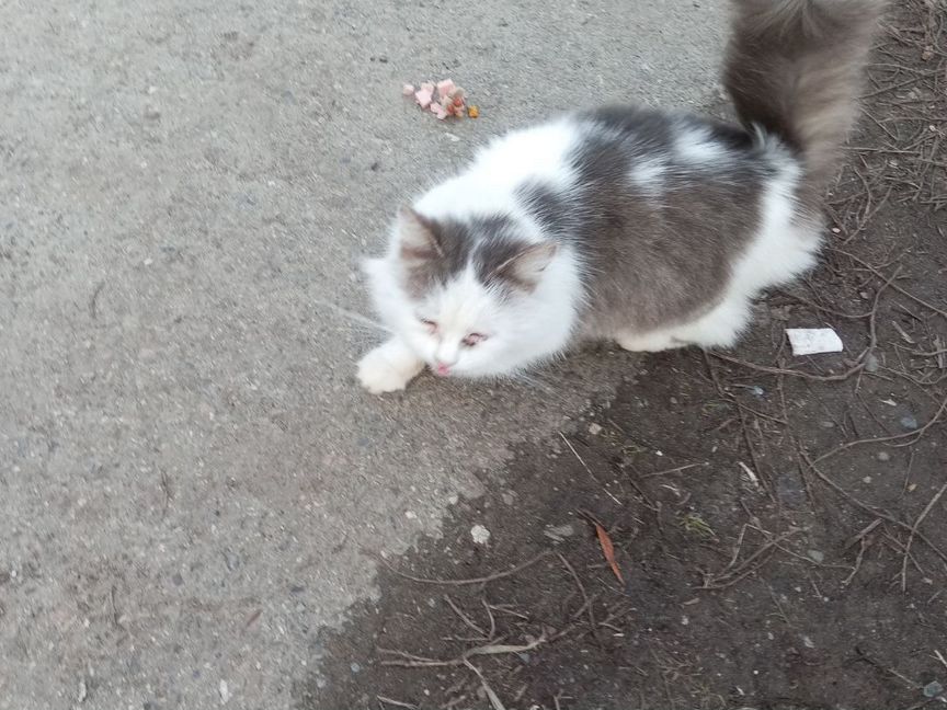 Кошка в дар