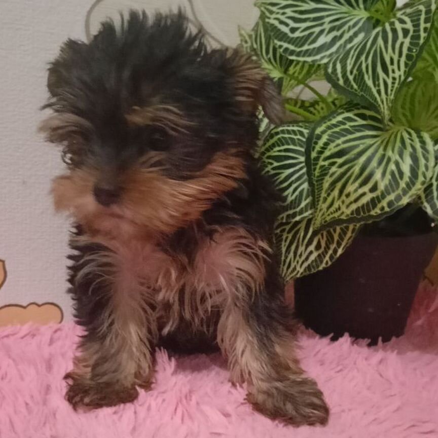 Йоркширский терьер, щенок