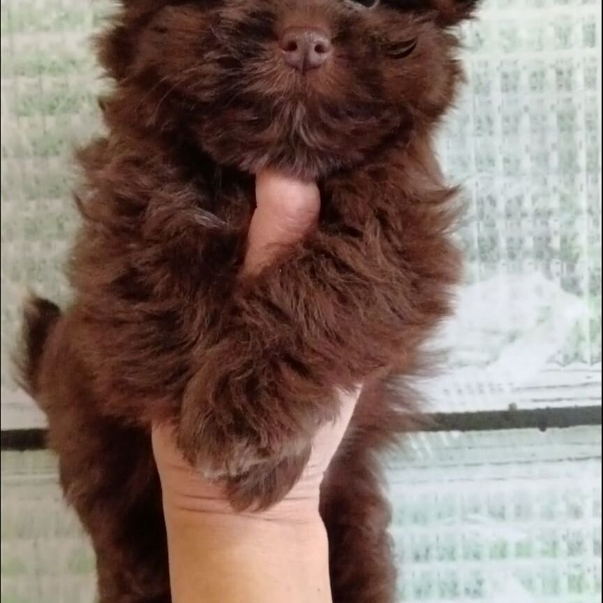 Щенки шоколадного йорка