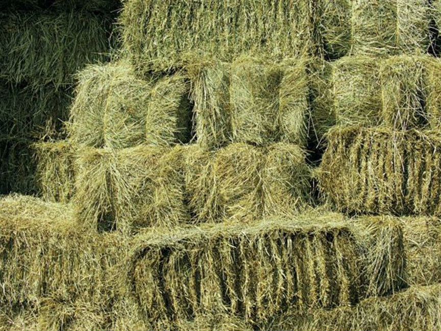 Сено в тюках