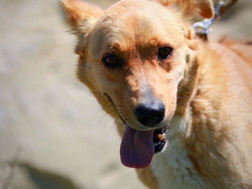 Робин ищет семью