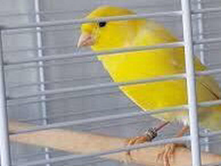 Кенар поющий