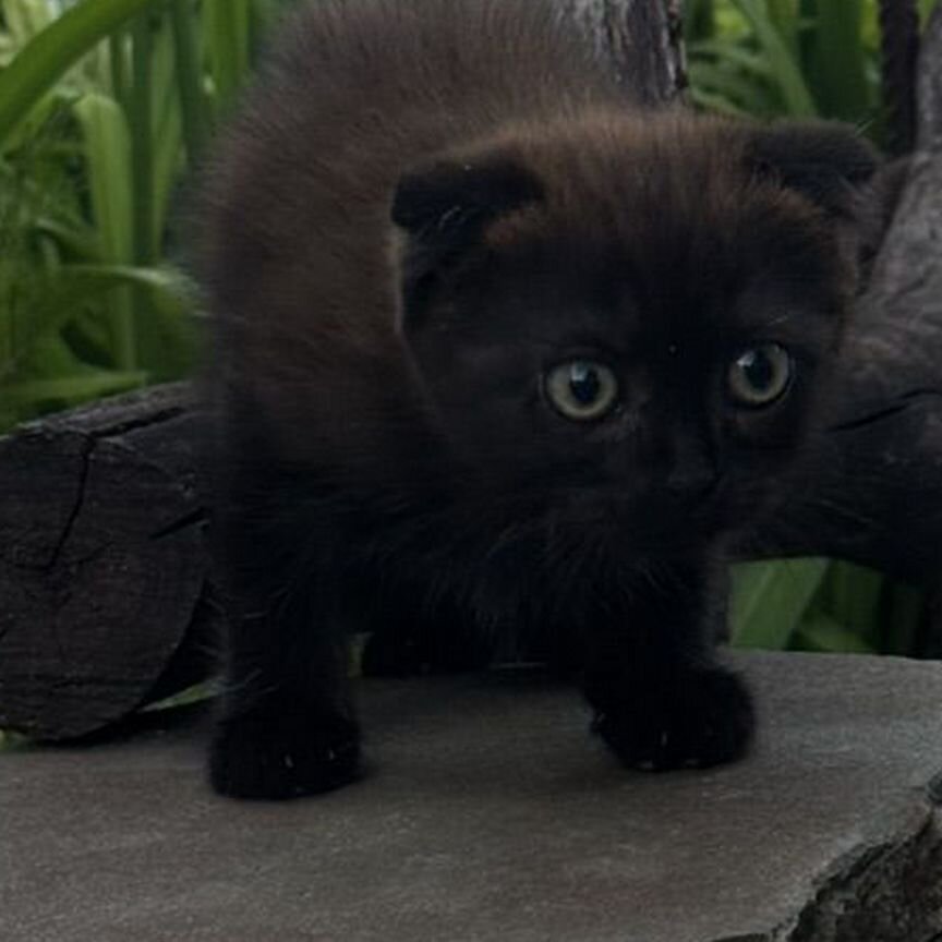Шотландский вислоухий короткошёрстный котёнок