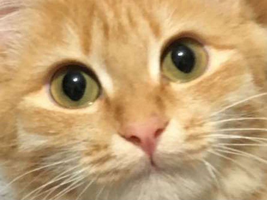 Девочка ищет дом