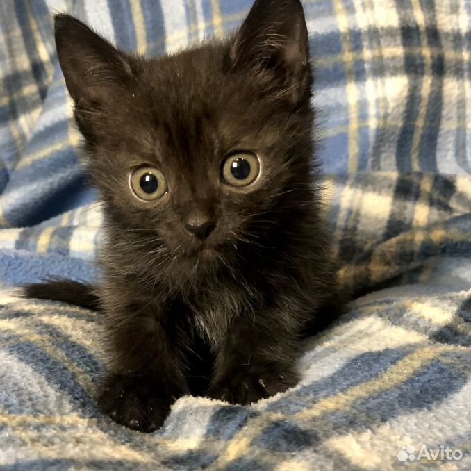 Котенок девочка 1 мес. ищет дом