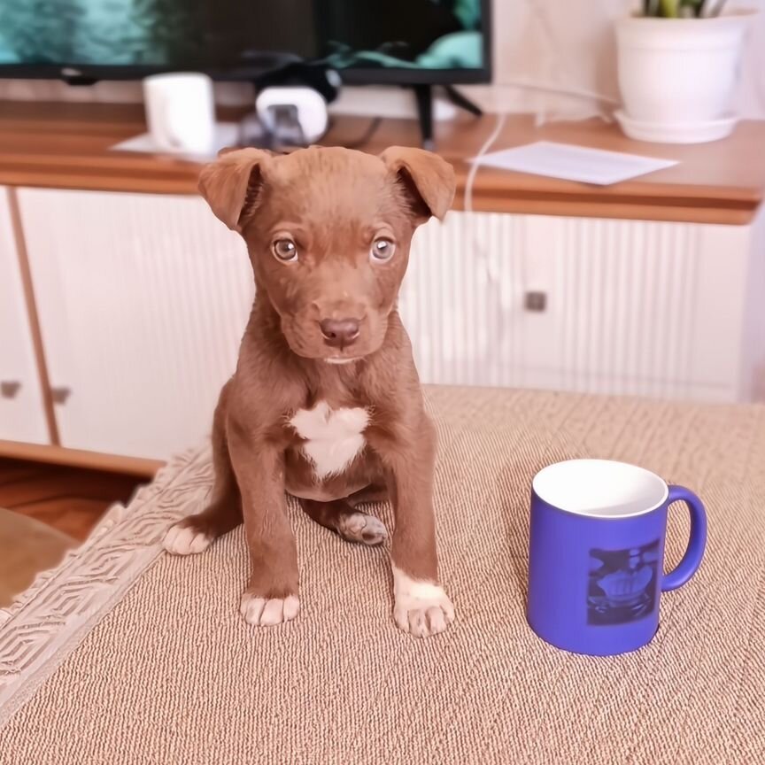 Щенок в добрые руки