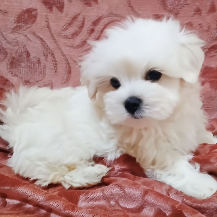 Мальтийская болонка, щенок