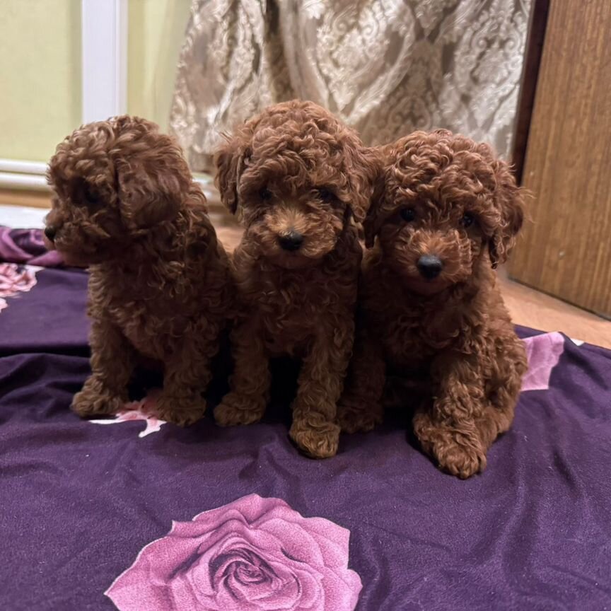 Той-пудель, щенок