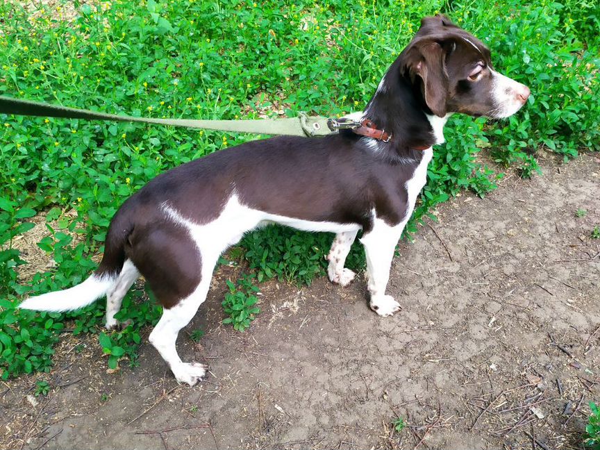 Собака в добрые руки отдам бесплатно