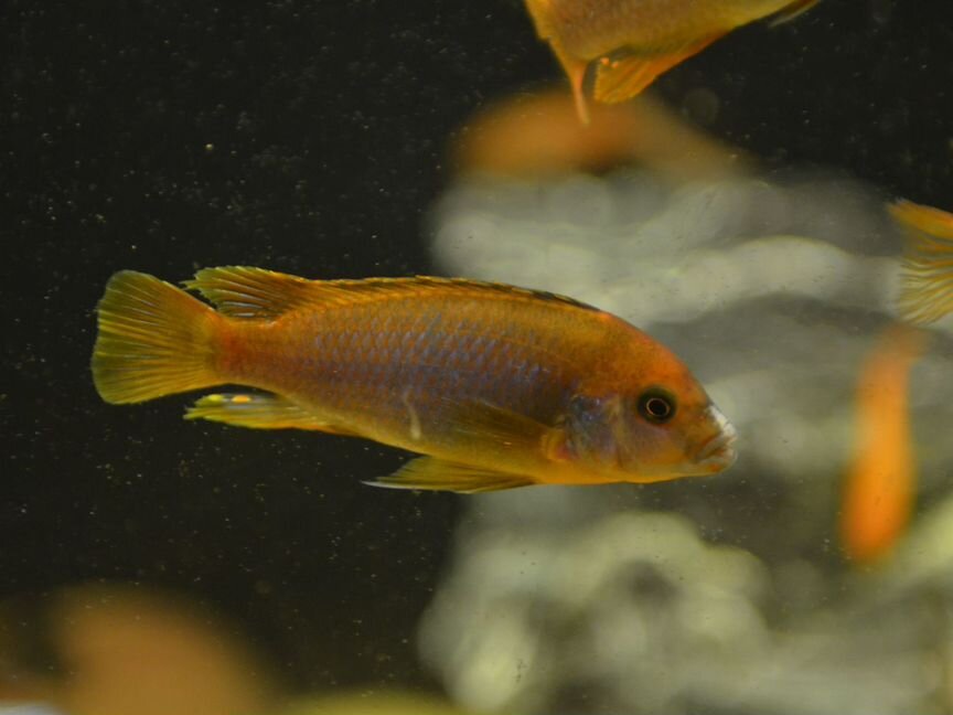 Цихлиды озера Малави