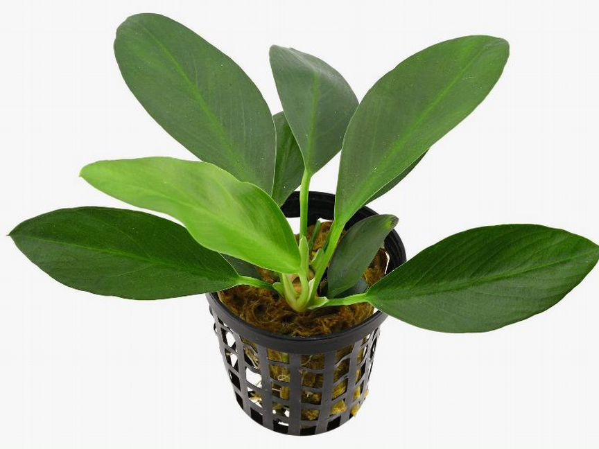 Анубиас конгенсис мини