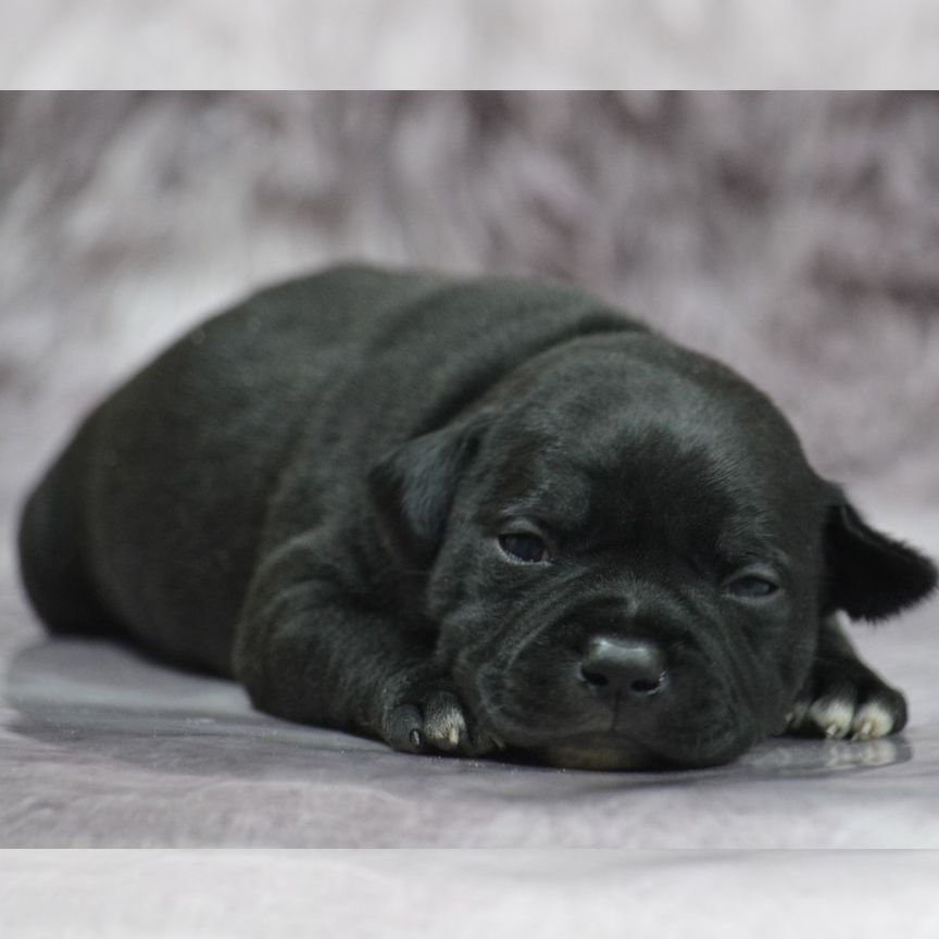 Мальчик стаффордширского бультерьера