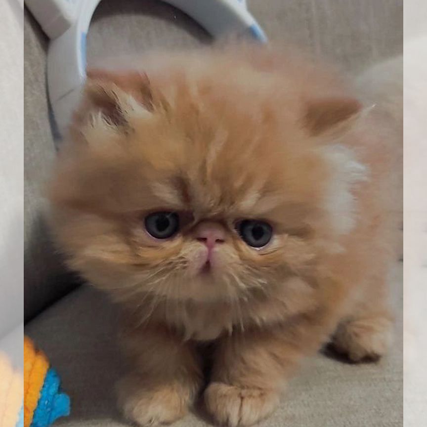 Персидский котёнок