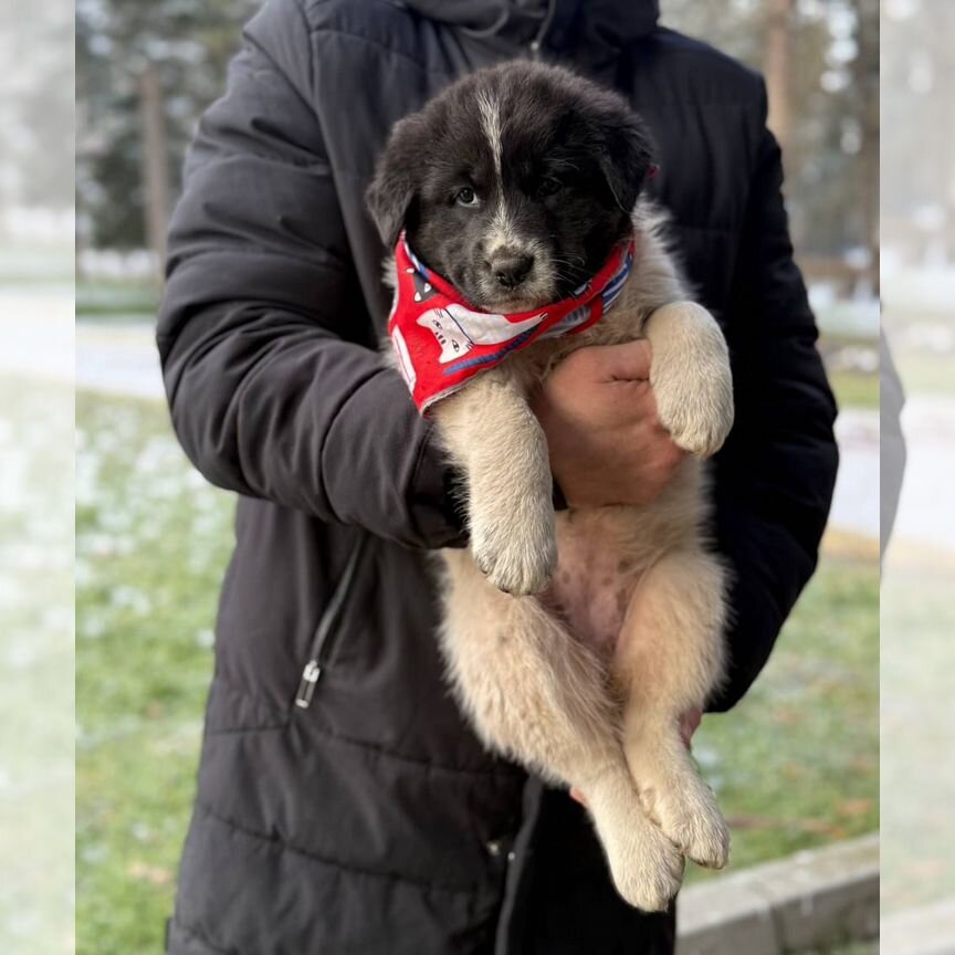 Щенок в добрые руки