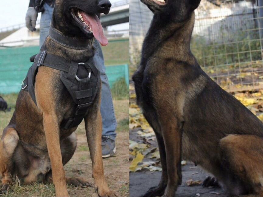 Бельгийская овчарка малинуа knpv щенки