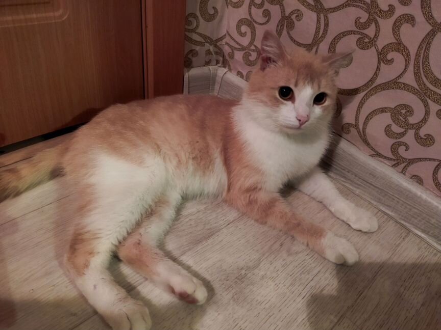 Кошки в добрые руки бесплатно