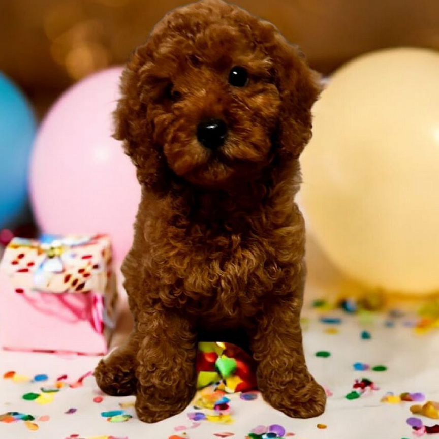 Той-пудель, щенок