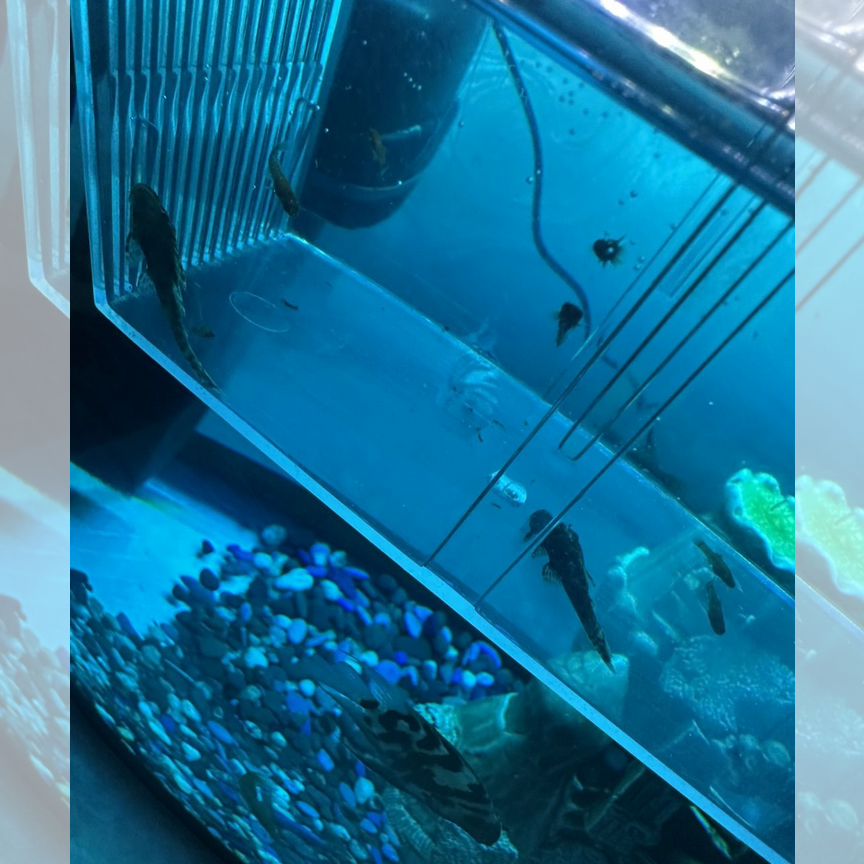 Анциструс самки