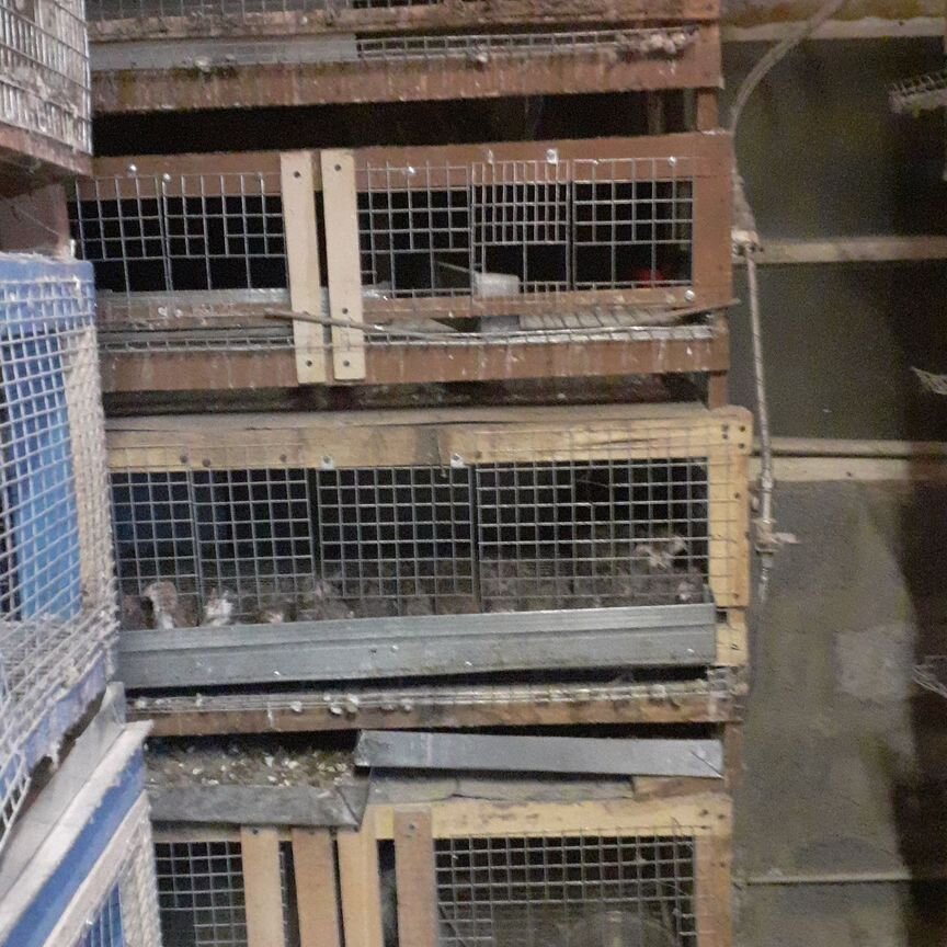 Клетки для перепелов бу