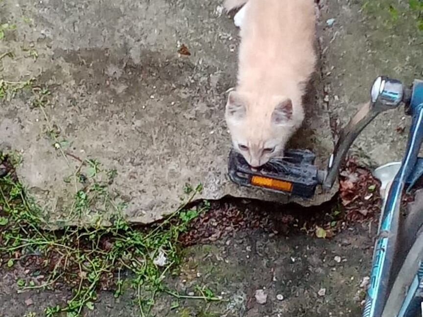 Котёнок