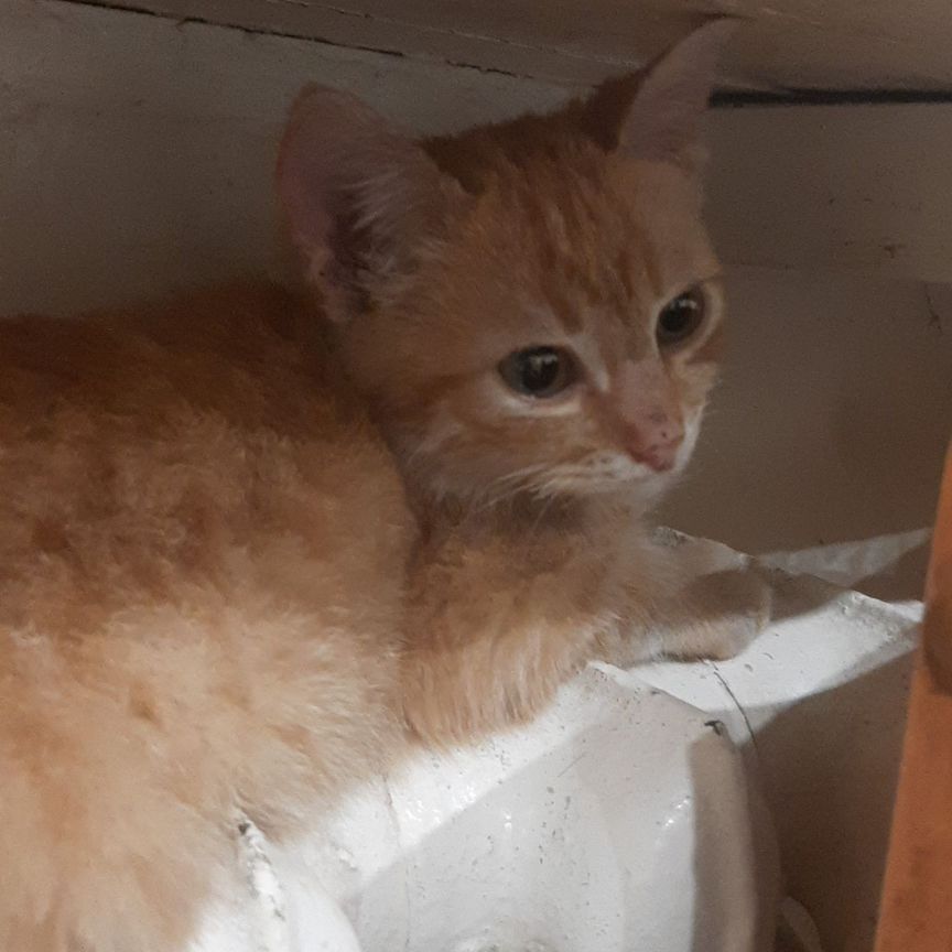 Отдам в хорошие добрые руки кошечку