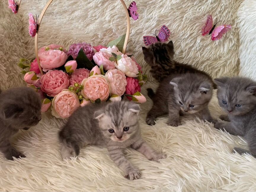 Британские котята