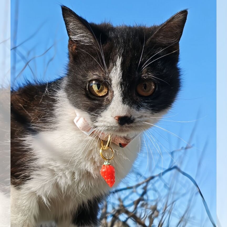 Котёнок в добрые руки