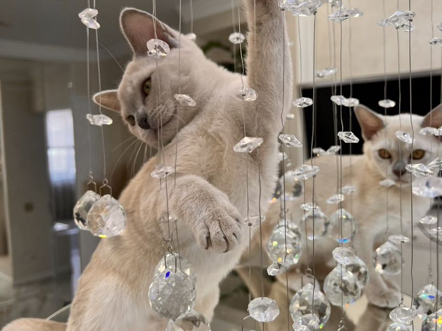 Бурманские котята