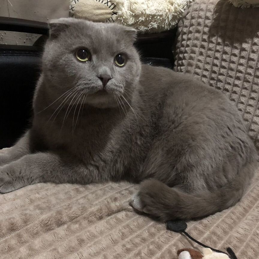 Шотландский вислоухий короткошёрстный, взрослый кот