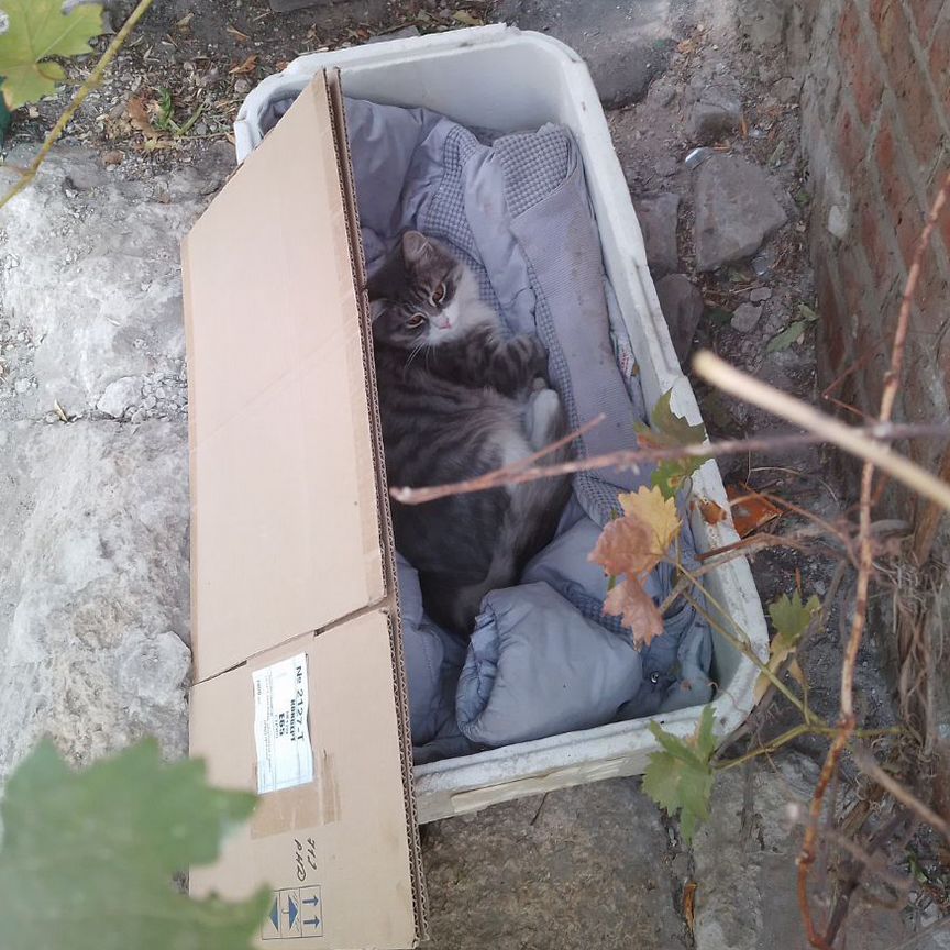 На улице погибнут красивейшие котята