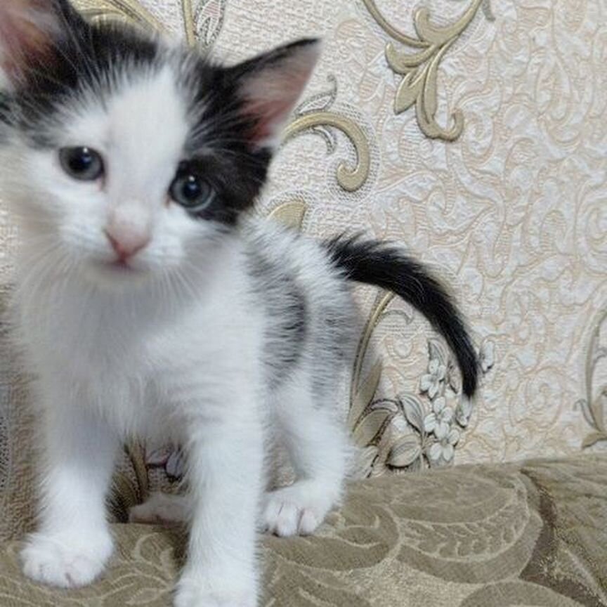 Кошки