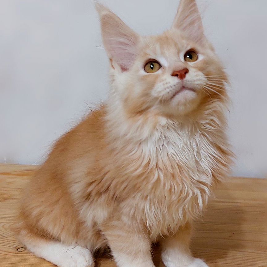 Мейн-кун котик