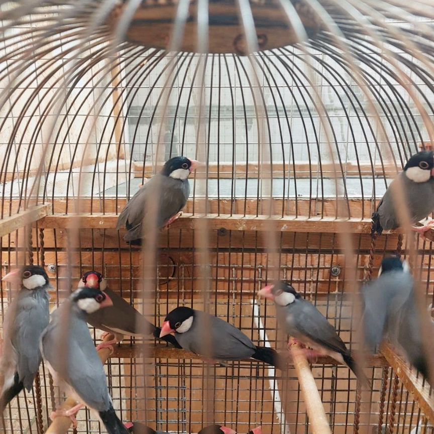 Рисовые амадины