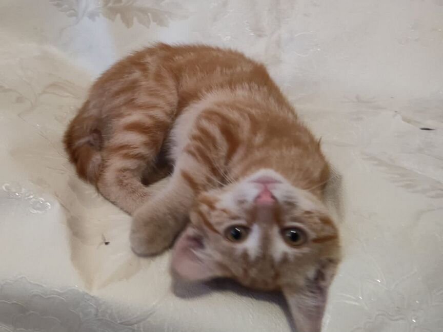 Котята Смесь с бенгальским котом